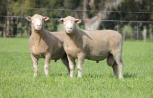 ICON Poll Dorset - Chrome Sheep Studs - Terminal Sheep Genetics
