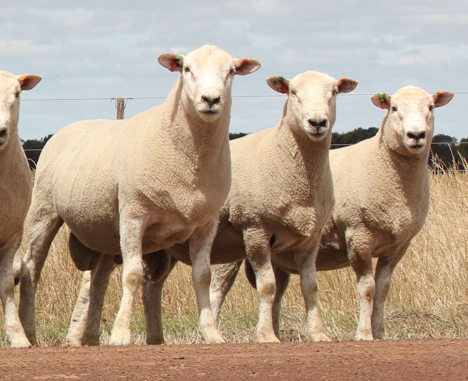 Chrome Sheep Studs - Maternal and Terminal Sheep Genetics - Victoria