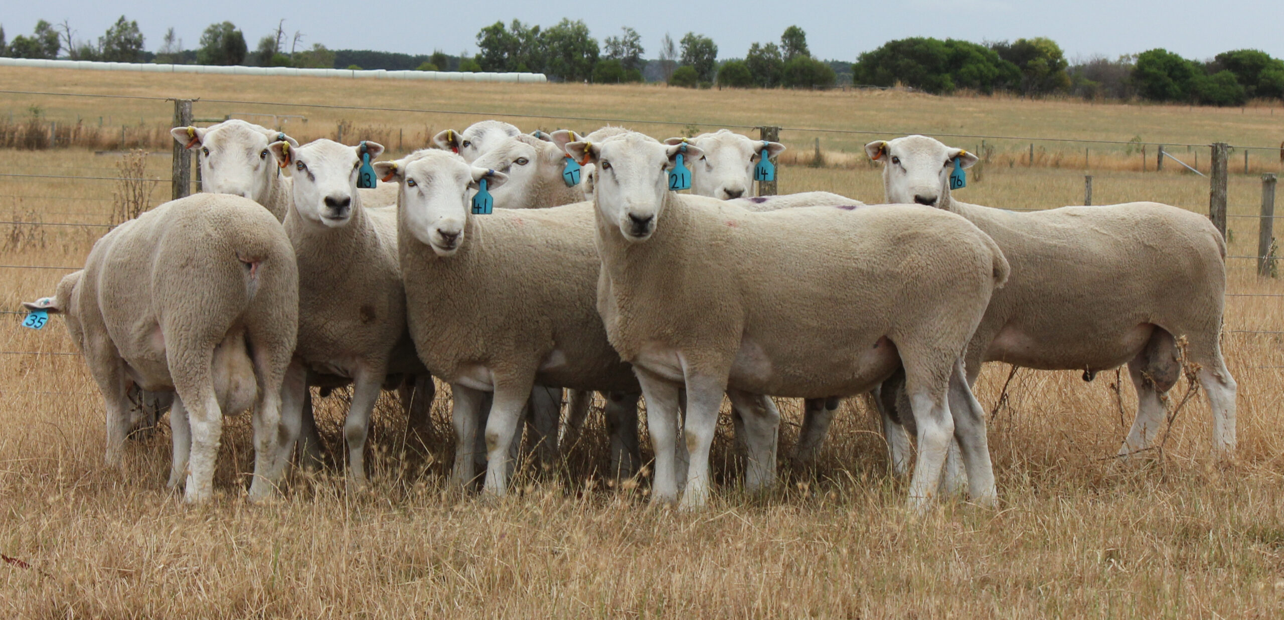 2023 Sale Reports - Chrome Sheep Studs
