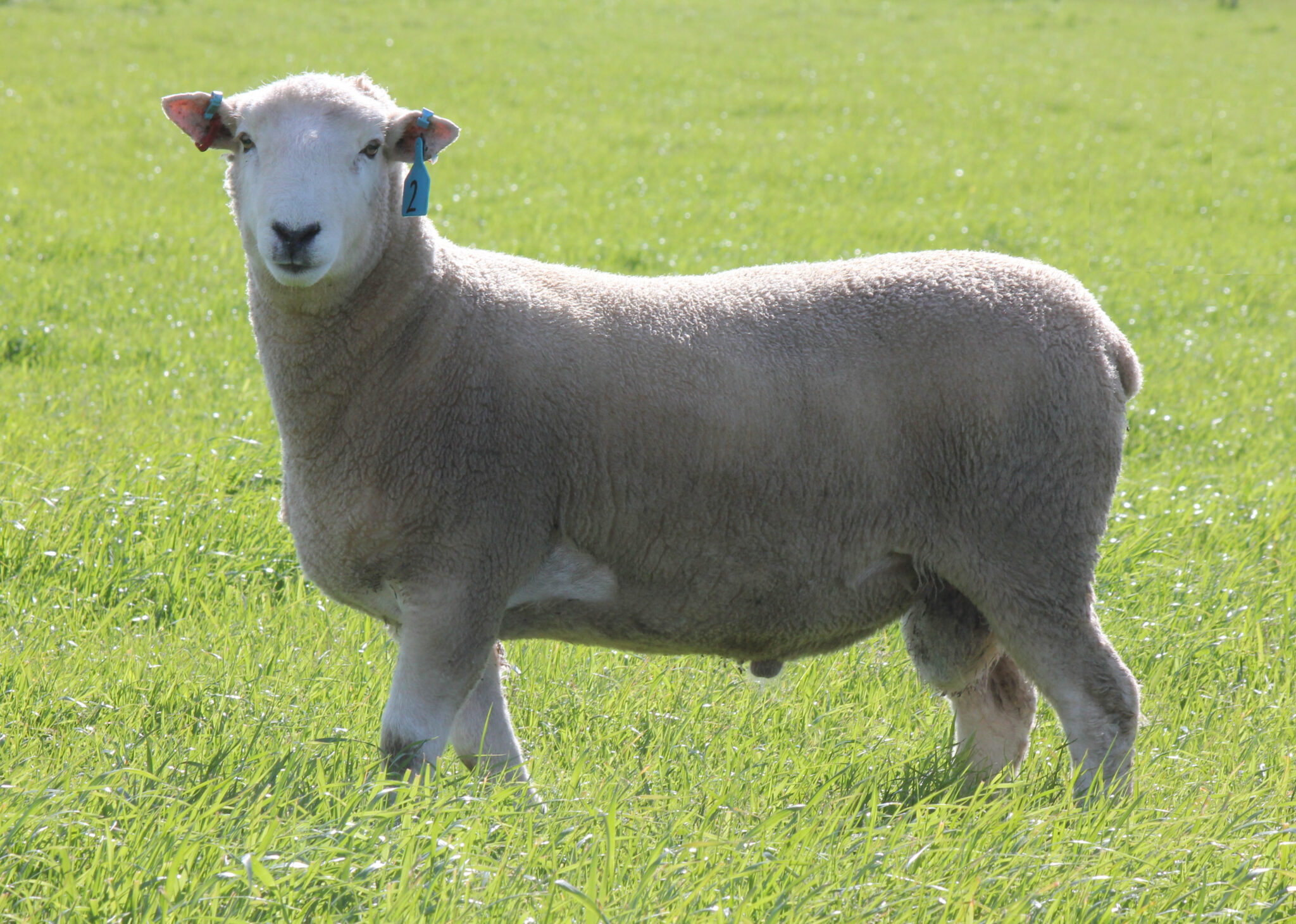 2024 Sale Reports - Chrome Sheep Studs